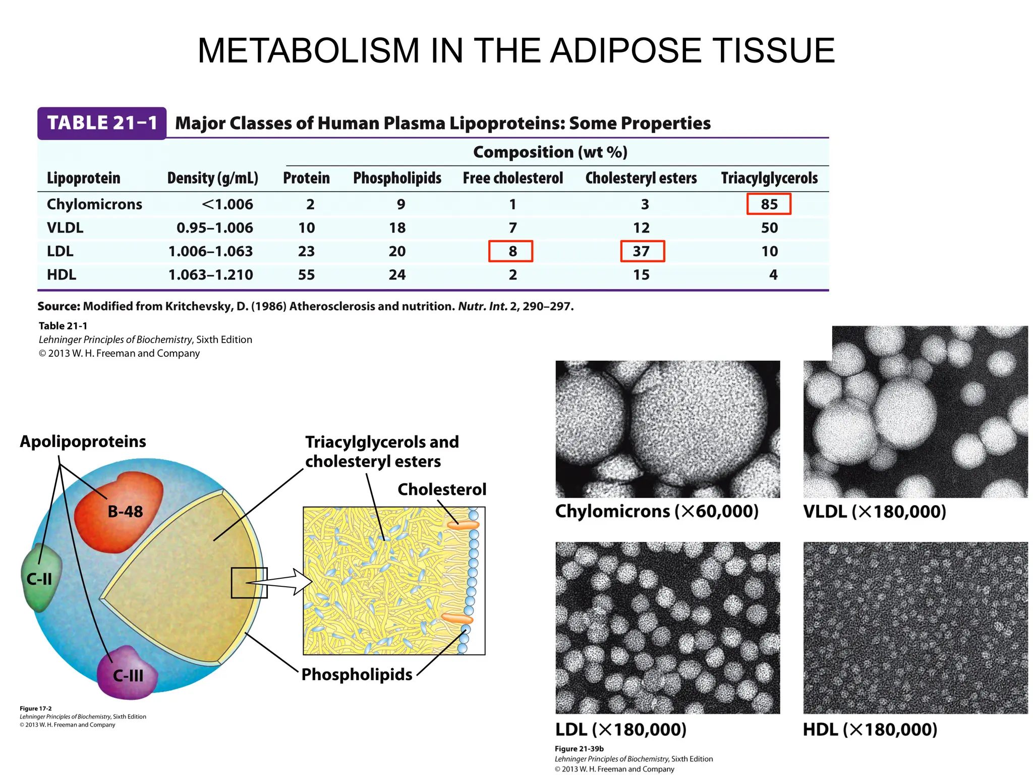 2. Tissue-specific metabolism in human body | PDF