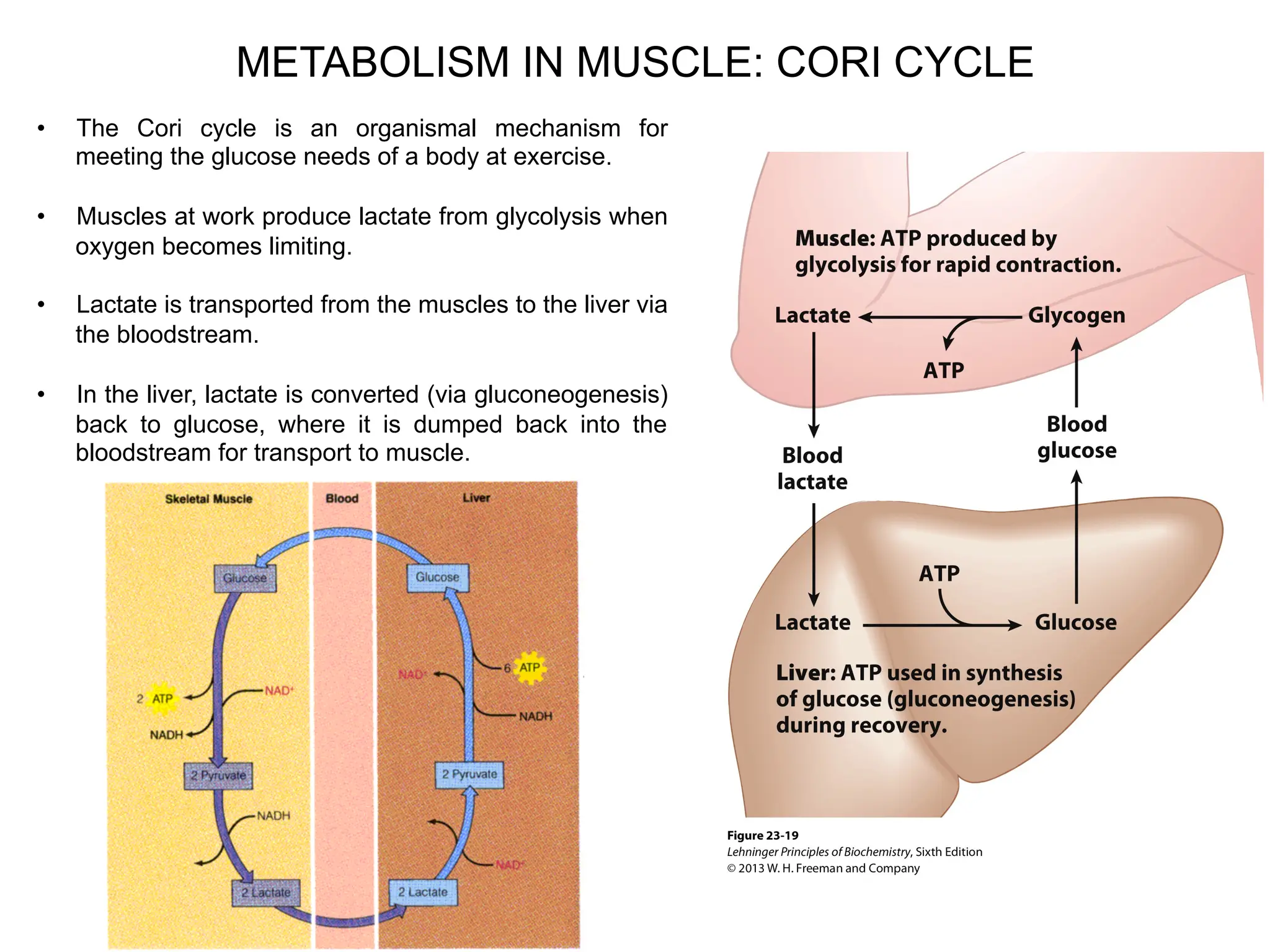2. Tissue-specific metabolism in human body | PDF
