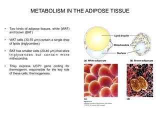 2. Tissue-specific metabolism in human body | PDF