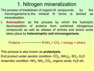 .Nitrogen Cycle.ppt how the nitrogen are fixed in soil | PPT