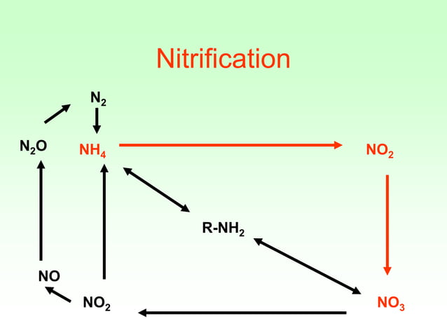 .Nitrogen Cycle.ppt how the nitrogen are fixed in soil | PPT | Free ...