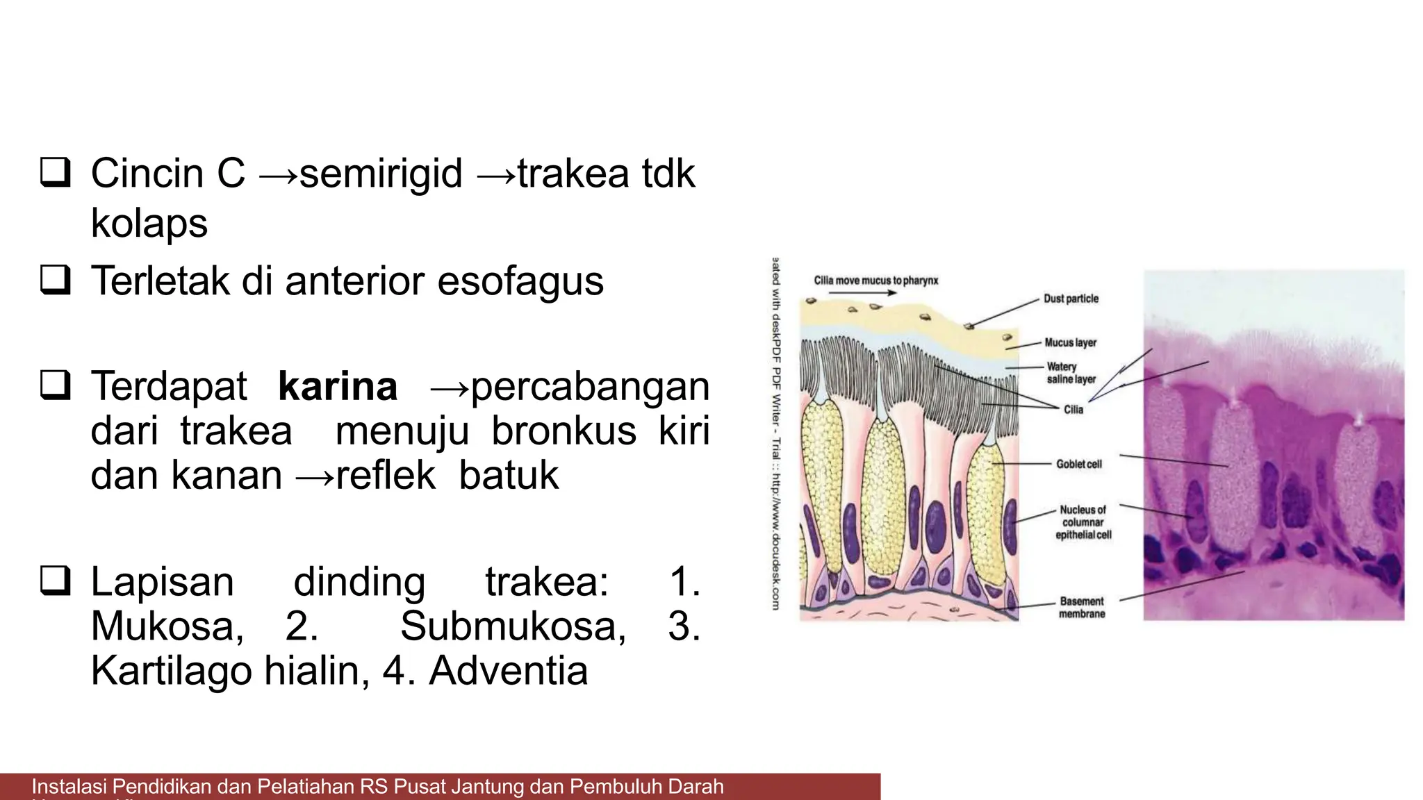 anatomi fisiologi sistem pernafasan manusia.pptx