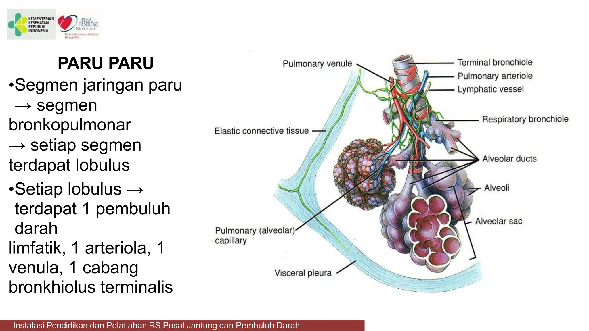 anatomi fisiologi sistem pernafasan manusia.pptx