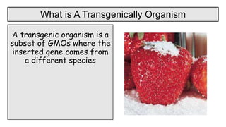 Transgenic organism/Genetically modified organism | PPTX