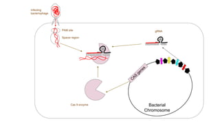 2.3 Gene manipulation and editing toolCRISPR.pptx