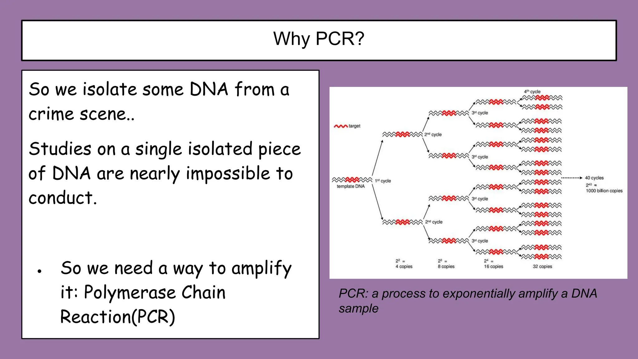 2.4 DNA amplification using polymerase chain reaction.pptx