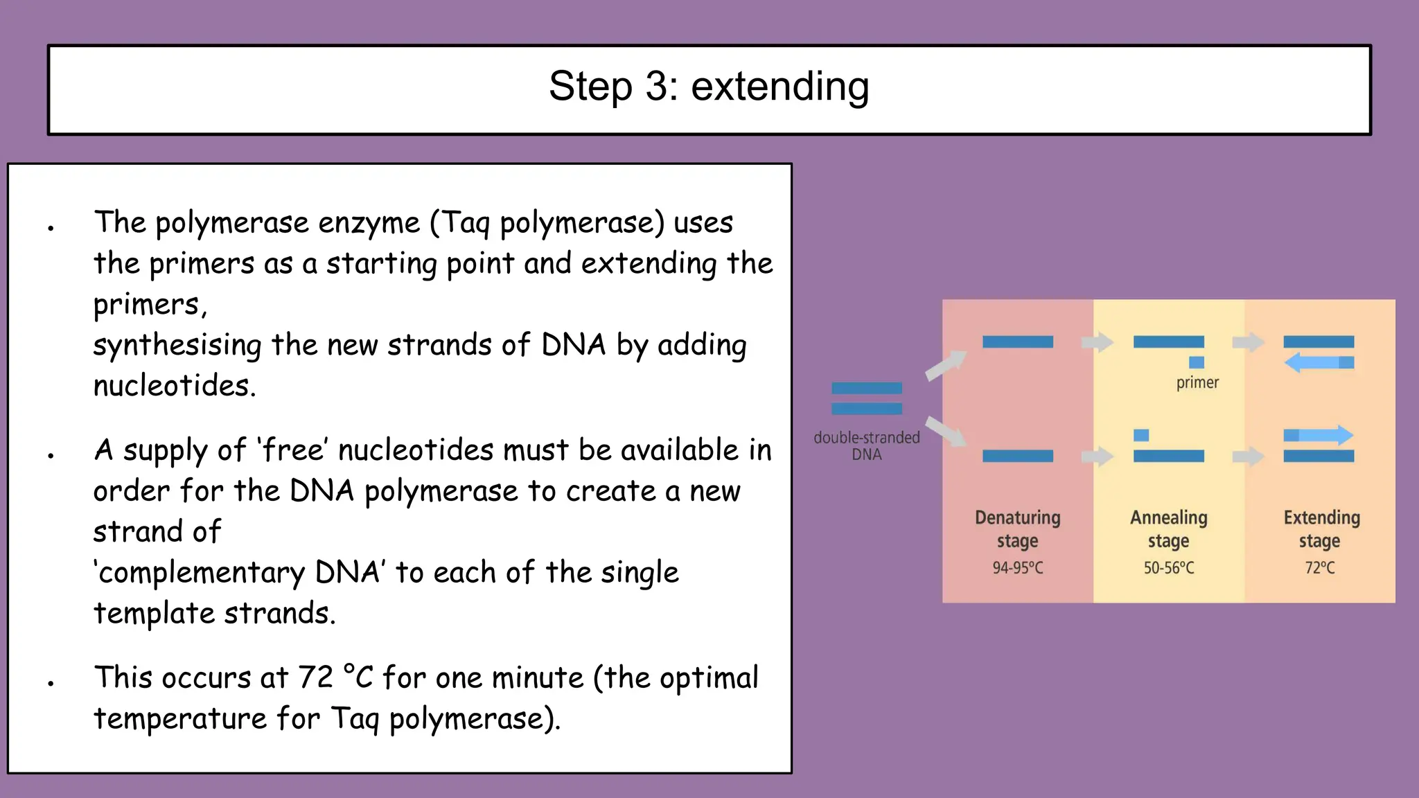 2.4 DNA amplification using polymerase chain reaction.pptx