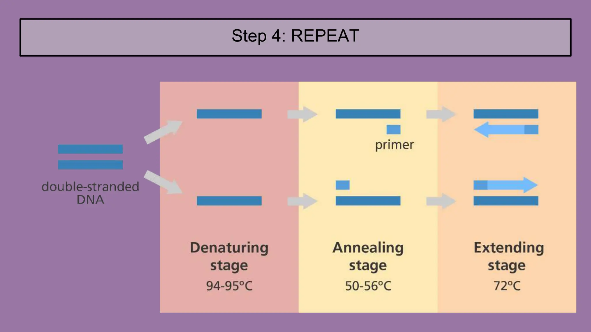 2.4 DNA amplification using polymerase chain reaction.pptx