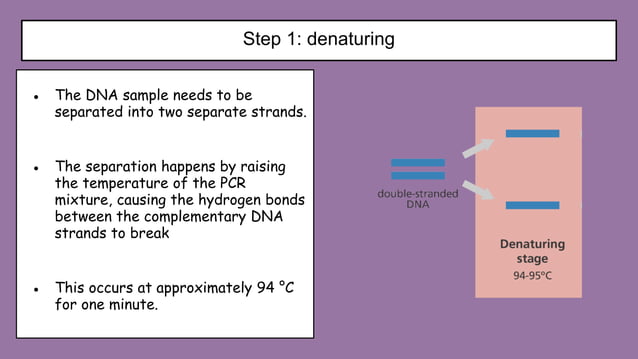 2.4 DNA amplification using polymerase chain reaction.pptx
