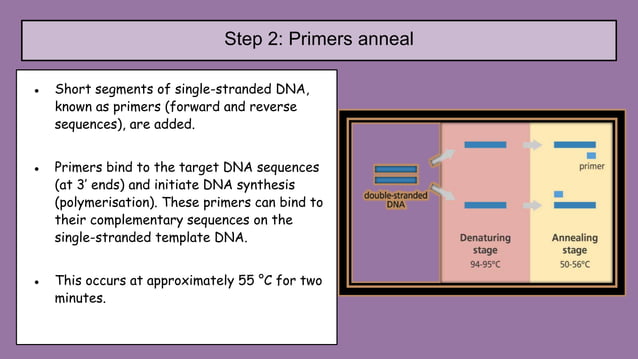 2.4 DNA amplification using polymerase chain reaction.pptx