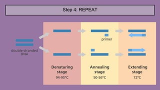 2.4 DNA amplification using polymerase chain reaction.pptx