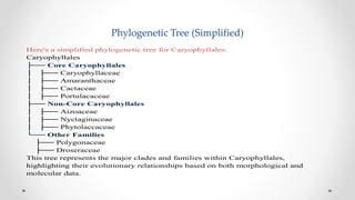 Centrospermae : Salient features, floral & families diversity, and ...