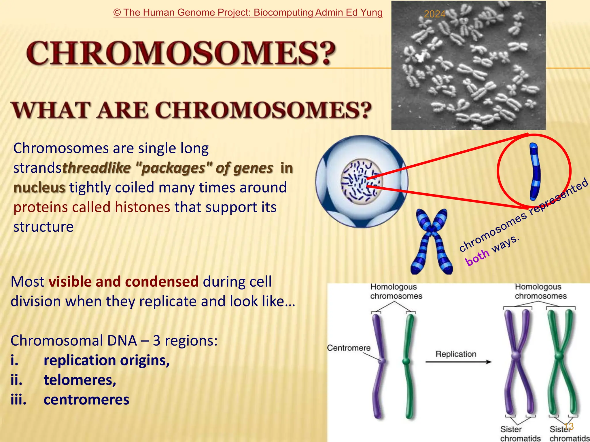 DNA, Genes and Chromosomes Structure.pptx