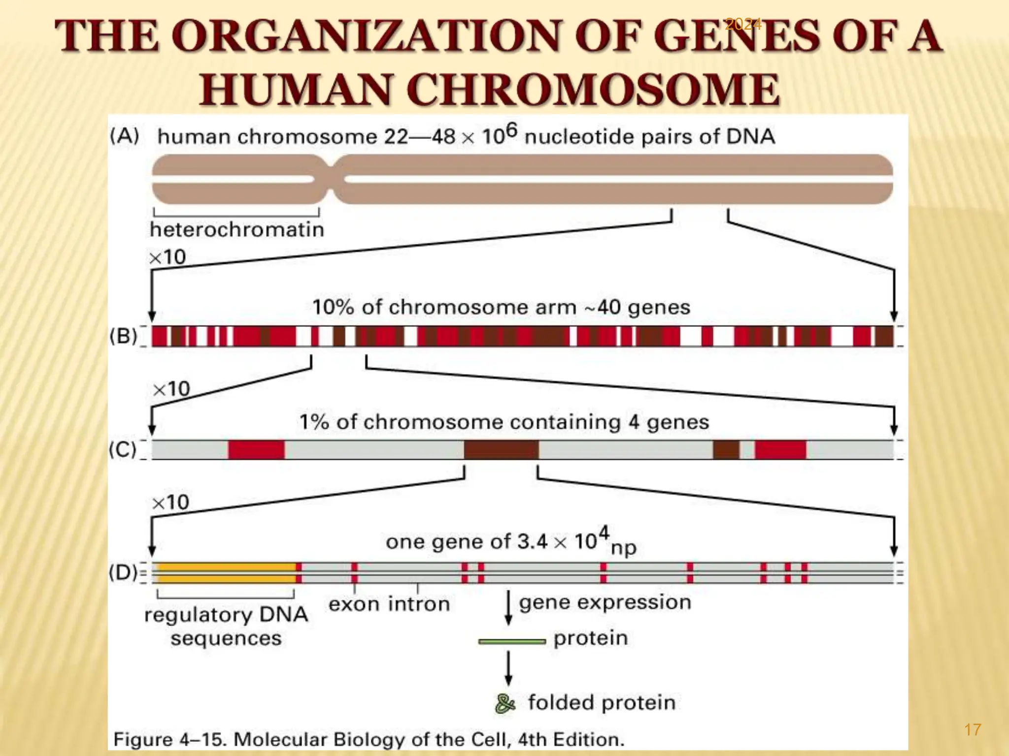 DNA, Genes and Chromosomes Structure.pptx