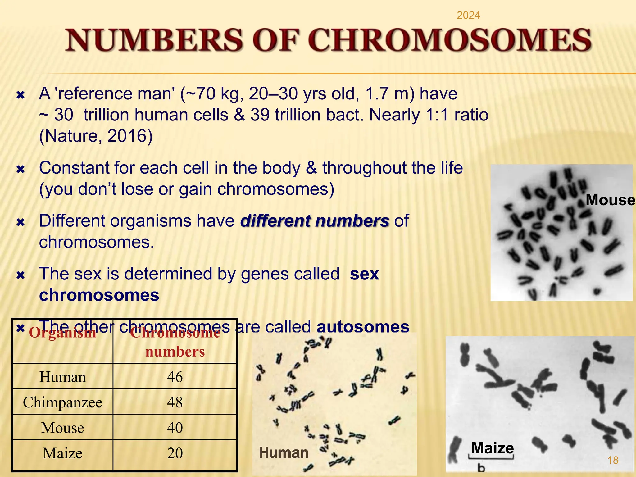 DNA, Genes and Chromosomes Structure.pptx