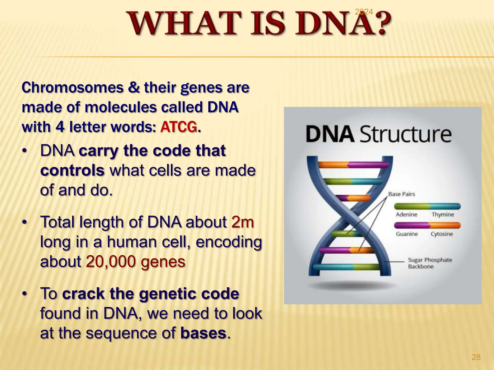 DNA, Genes and Chromosomes Structure.pptx