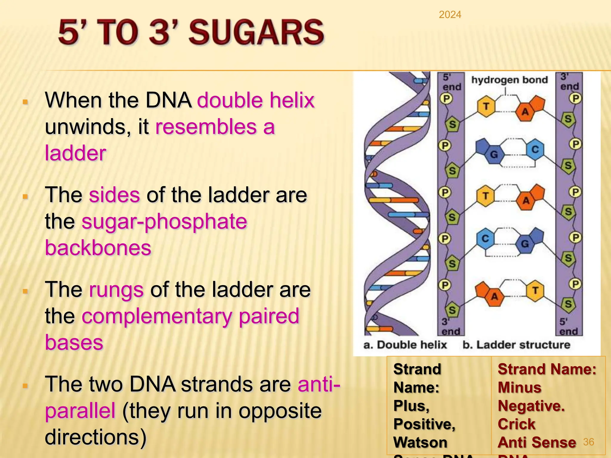 DNA, Genes and Chromosomes Structure.pptx