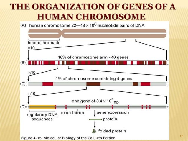 DNA, Genes and Chromosomes Structure.pptx