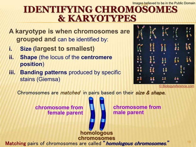 DNA, Genes and Chromosomes Structure.pptx