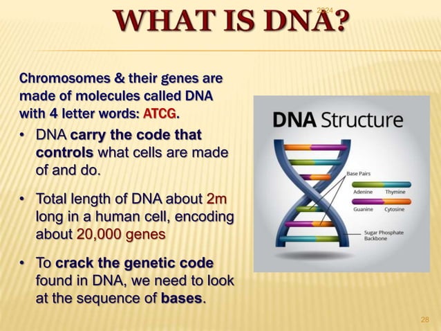 DNA, Genes and Chromosomes Structure.pptx