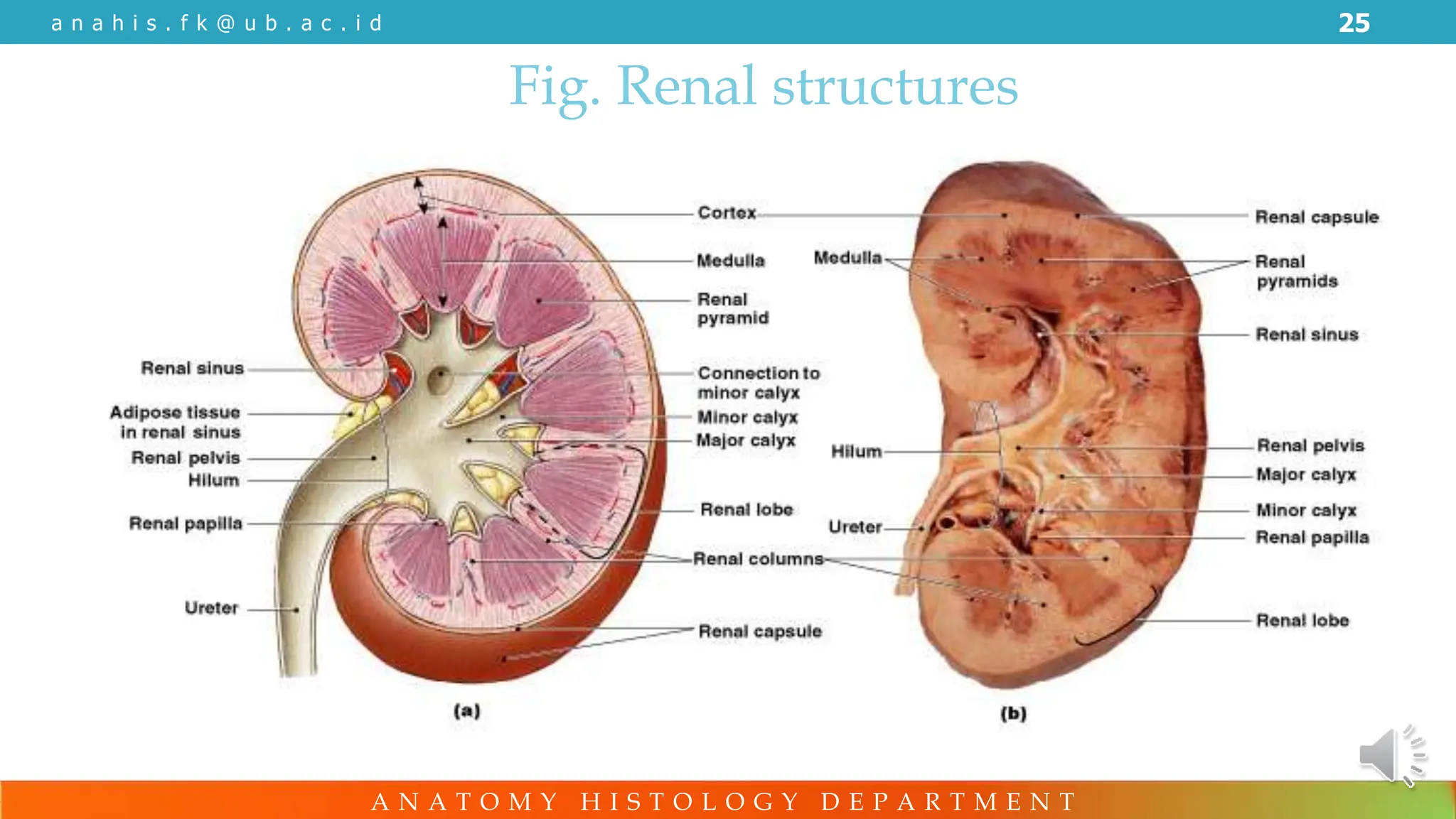 Anatomy of Genitourinary System PDF FINAL | PDF | Medical Health