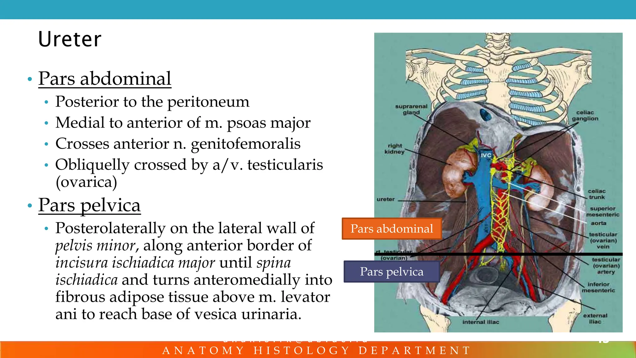 Anatomy of Genitourinary System PDF FINAL | PPT
