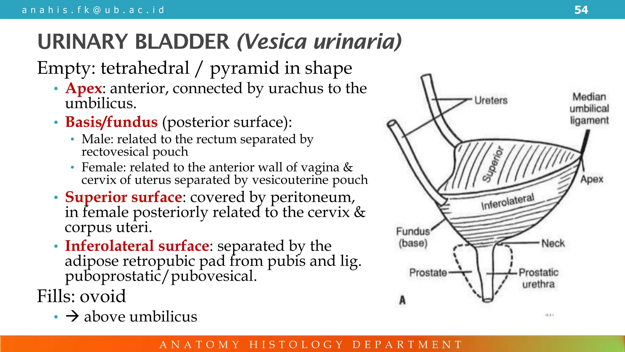 Anatomy of Genitourinary System PDF FINAL | PDF | Medical Health