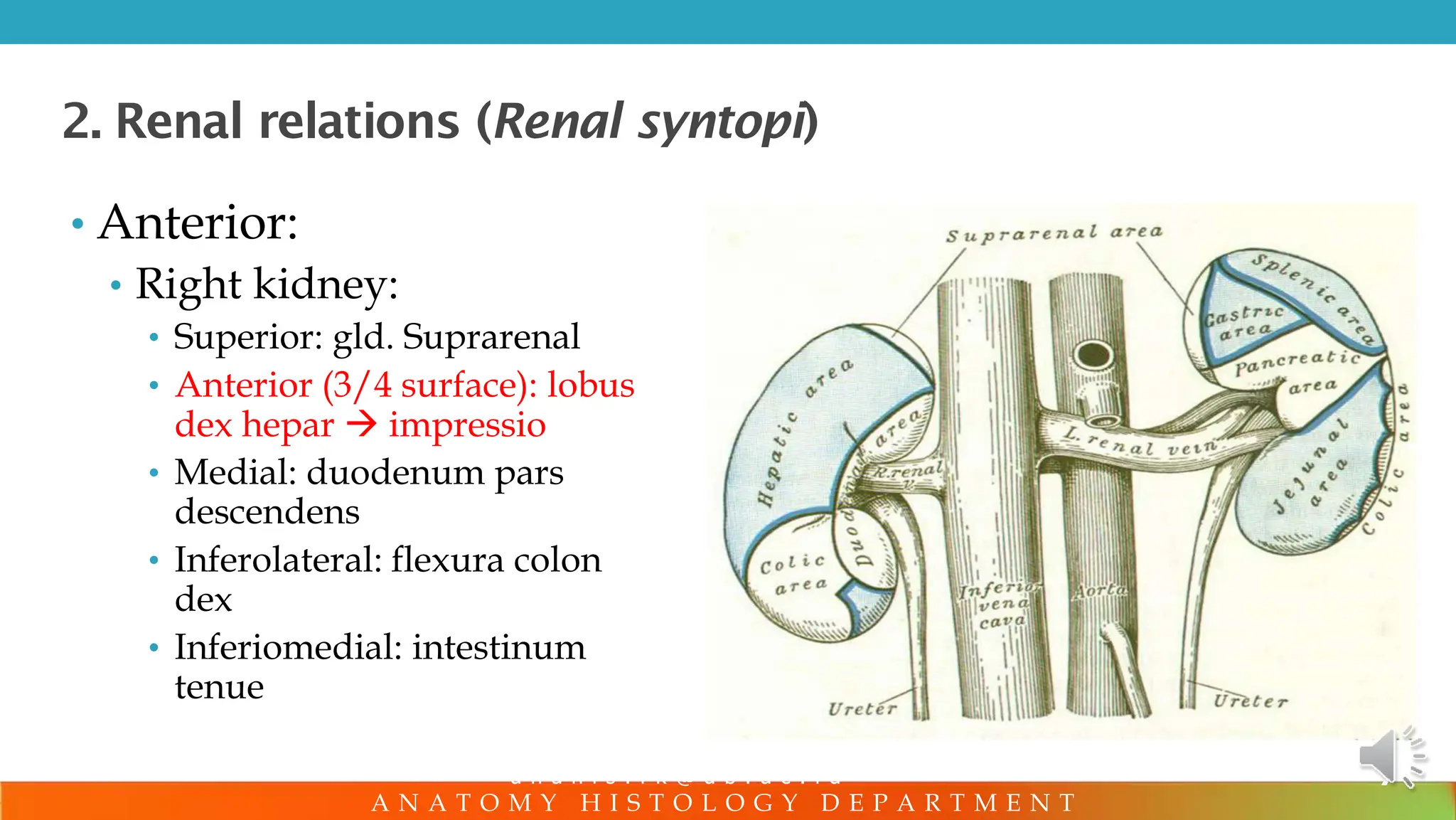 Anatomy of Genitourinary System PDF FINAL | PDF | Medical Health