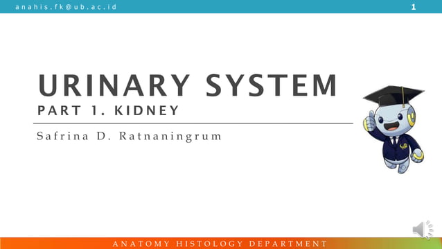 Anatomy of Genitourinary System PDF FINAL | PDF | Medical Health