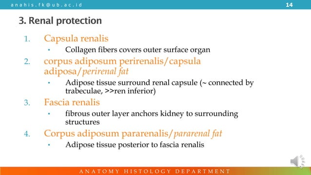 Anatomy of Genitourinary System PDF FINAL | PDF | Medical Health