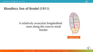 Anatomy of Genitourinary System PDF FINAL | PDF