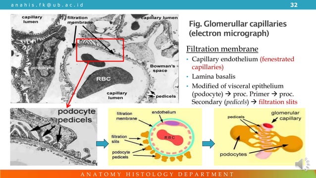 Anatomy of Genitourinary System PDF FINAL | PPT