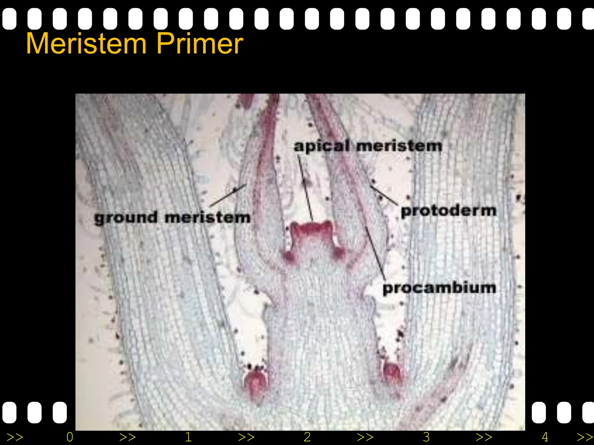 Anatomi Tumbuhan: Jaringan meristem pada Tumbuhan | PPT