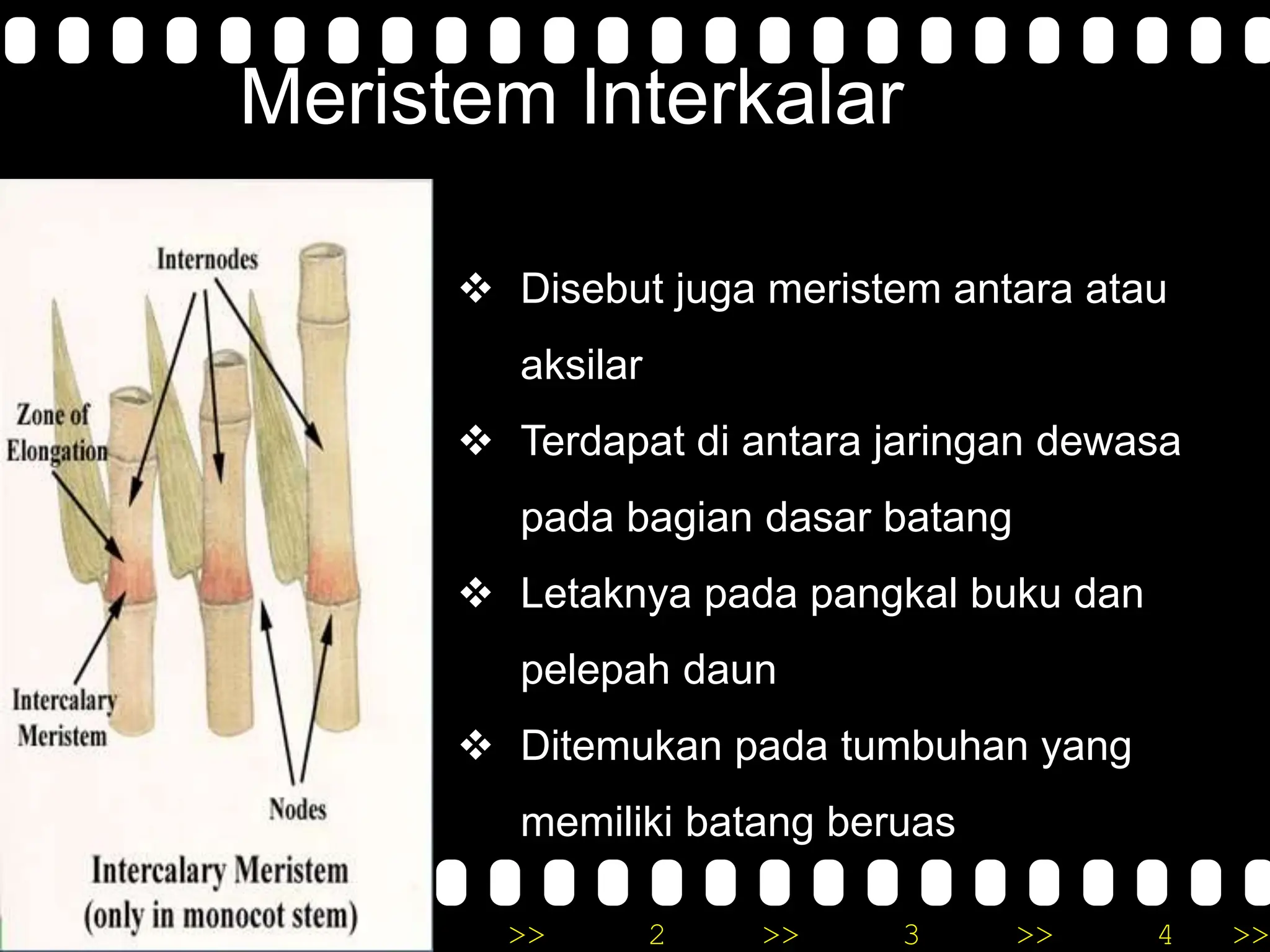 Anatomi Tumbuhan: Jaringan meristem pada Tumbuhan | PPT