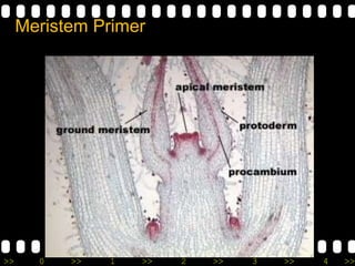 Anatomi Tumbuhan: Jaringan meristem pada Tumbuhan | PPT