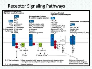 2. PHARMACODYNAMICS hangoma.pptx pharmacology | PPT