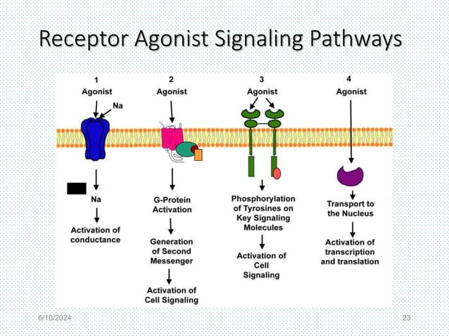 2. PHARMACODYNAMICS hangoma.pptx pharmacology | PPT
