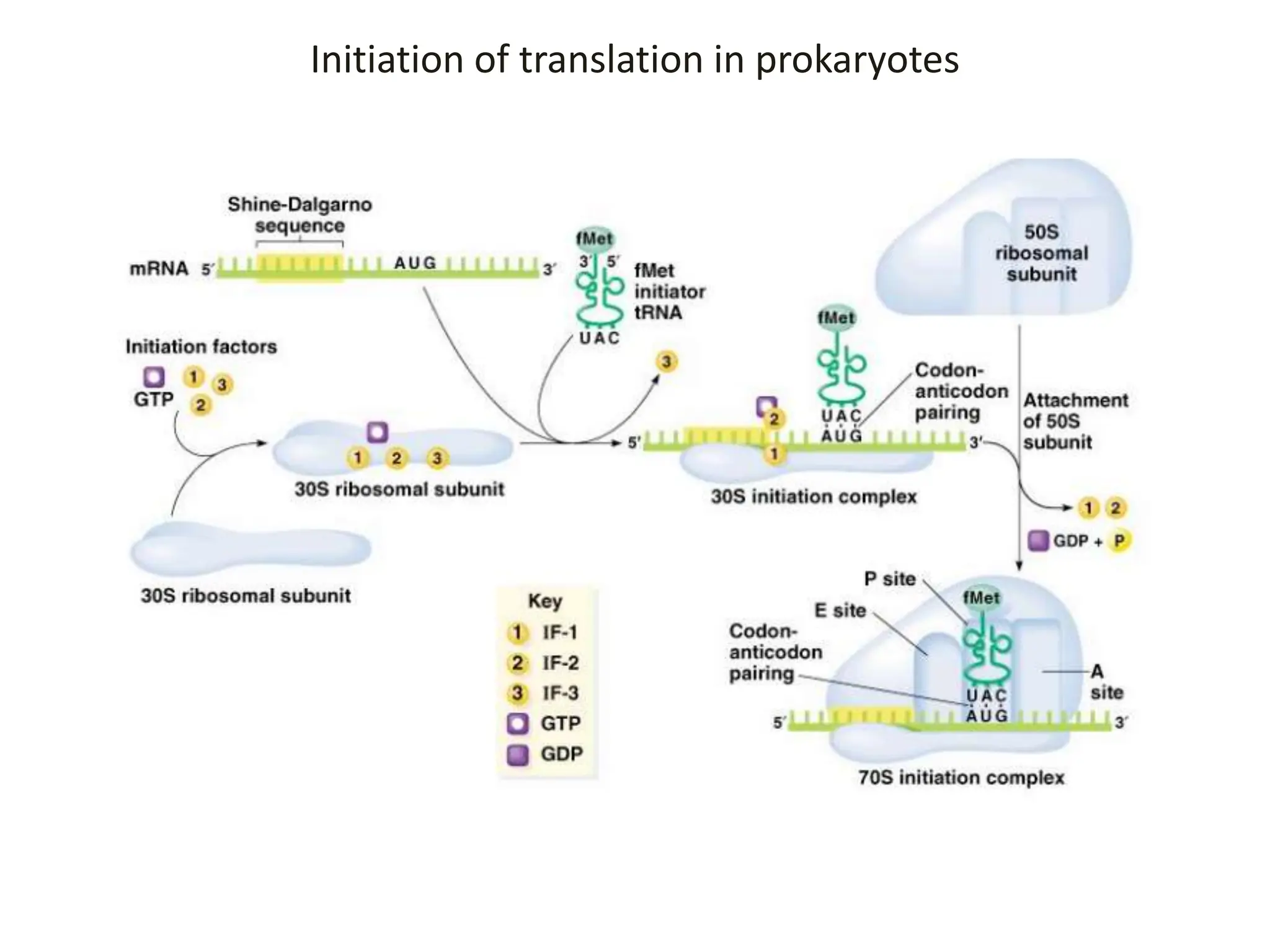 2. Mechanism of translation- activation and initiation.pptx