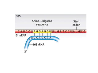 2. Mechanism of translation- activation and initiation.pptx