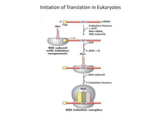 2. Mechanism of translation- activation and initiation.pptx