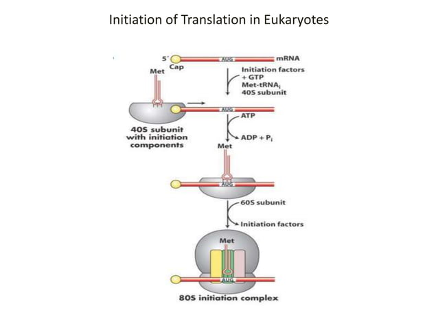 2. Mechanism of translation- activation and initiation.pptx ...