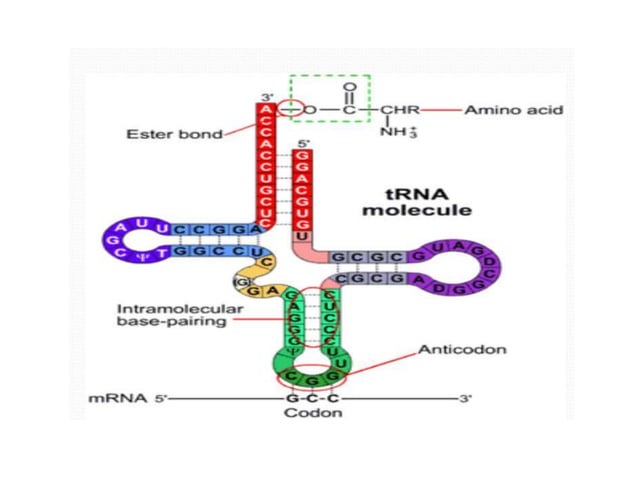 2. Mechanism of translation- activation and initiation.pptx | Programming Languages | Computing