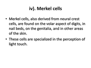 The structure and function of the skin 2.0 | PPTX