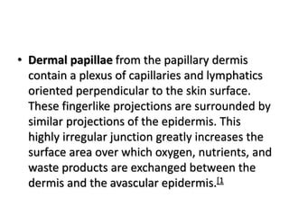 The structure and function of the skin 2.0 | PPT