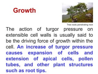 2. Osmotic pressure, osmotic potential, turgor pressure, wall pressure ...