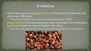Evolution and Ecology: Involving in its sorroundings | PPT