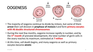 2. Oogenesis and Spermatogenesis_061605.pptx