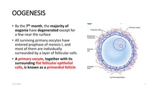 2. Oogenesis and Spermatogenesis_061605.pptx