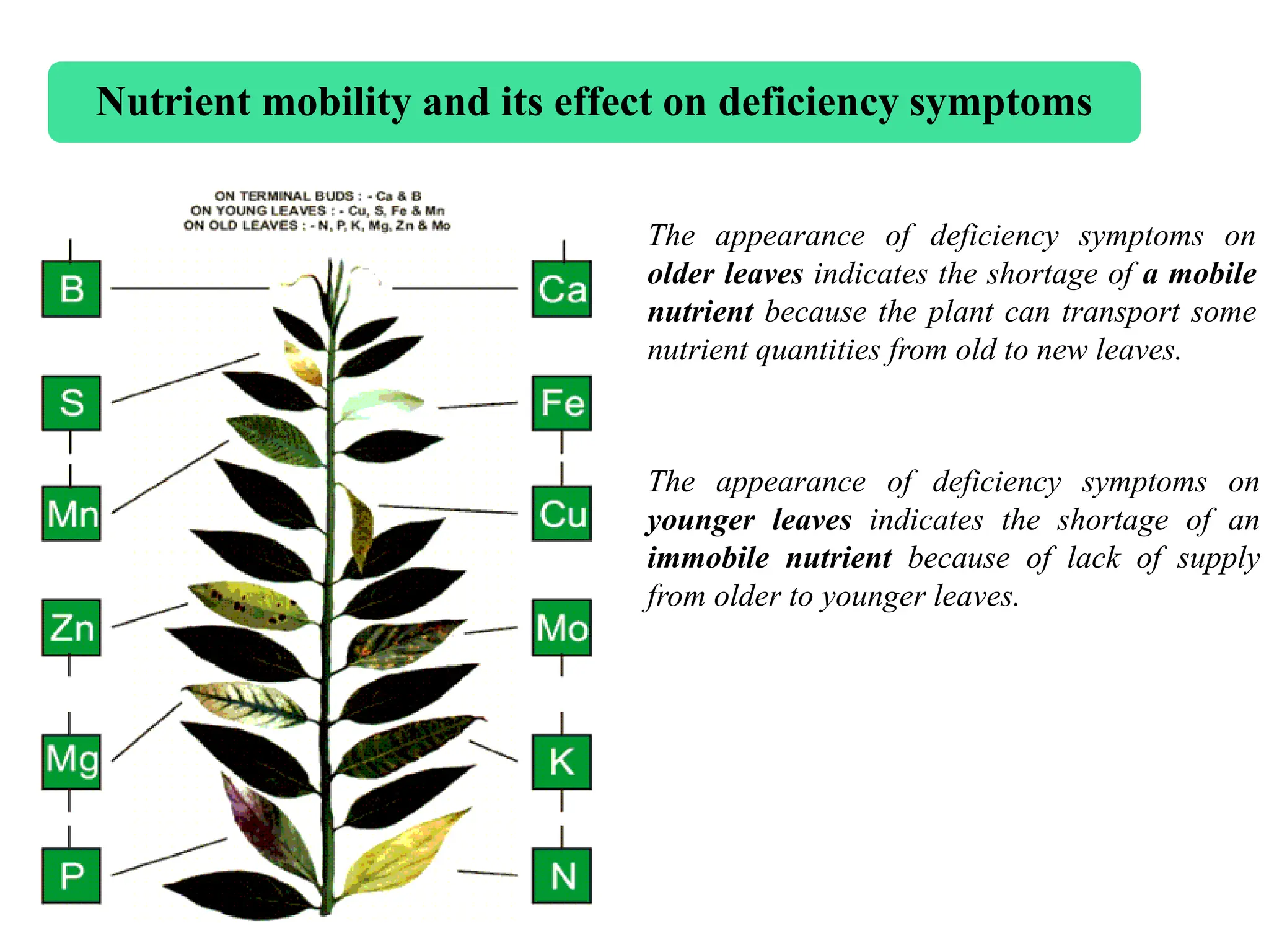 Classification and role of plant nutrients - Roxana Madjar | PDF