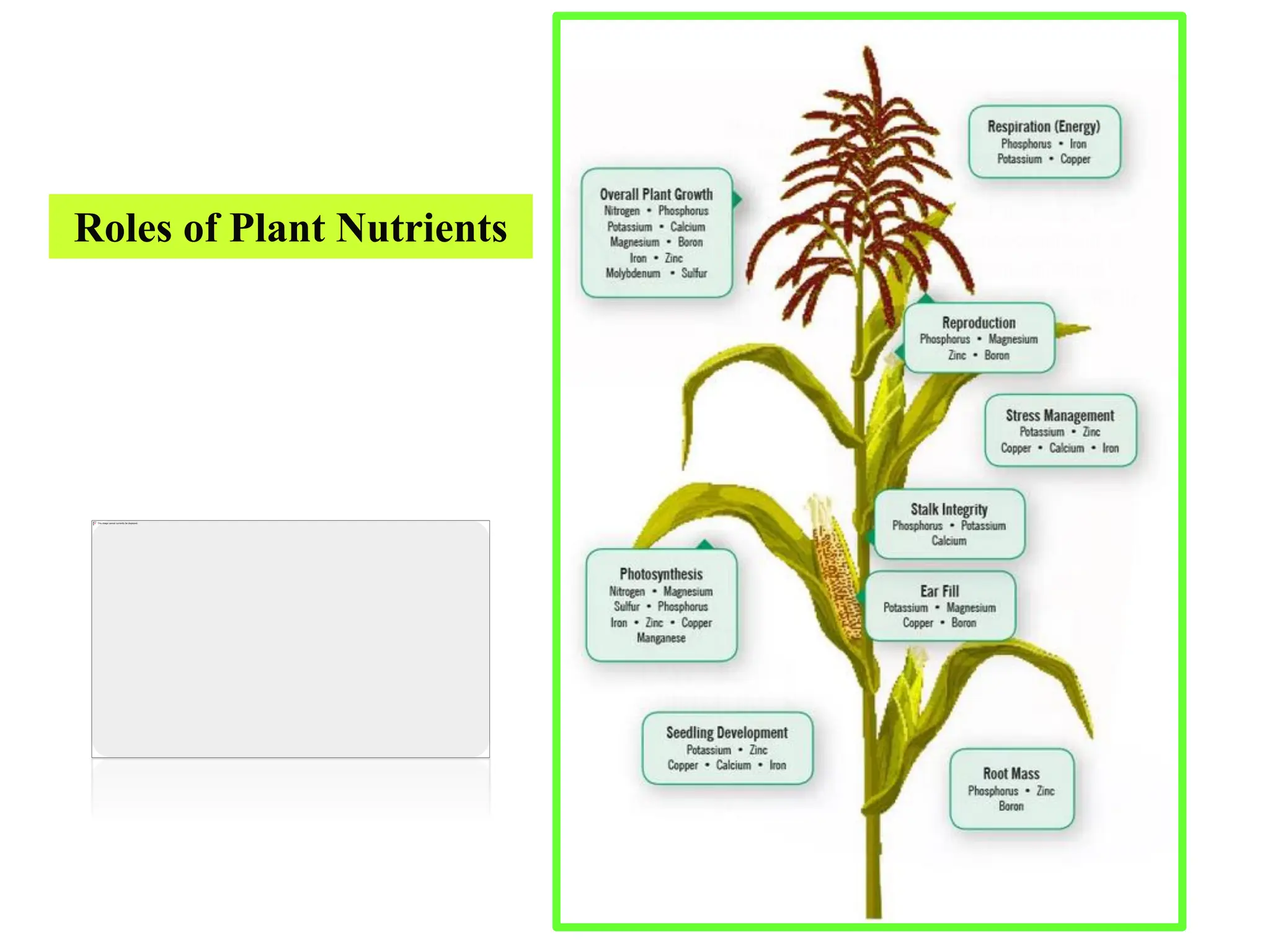 Classification and role of plant nutrients - Roxana Madjar | PDF